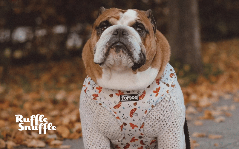 Top-picks for Autumn from the TopDog range – Ruffle Snuffle