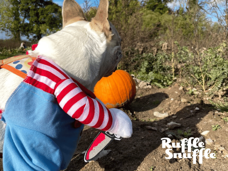 How to Make Halloween a Pawsitively Spooktacular Time for Your Furry F ...