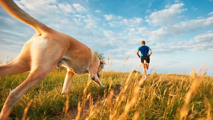 What to do whilst running if you encounter an aggressive dog – Ruffle ...