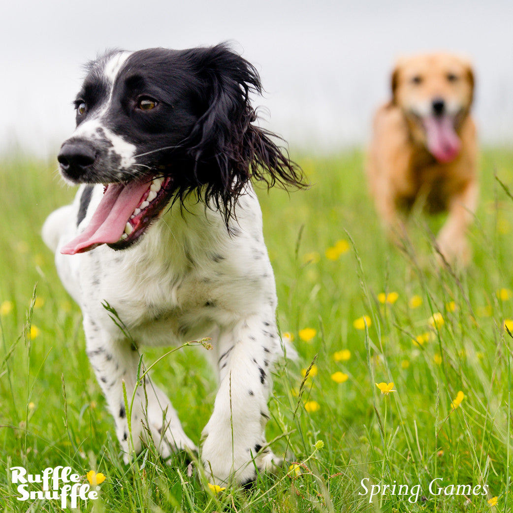 5 games to play with your dog this summer – Ruffle Snuffle